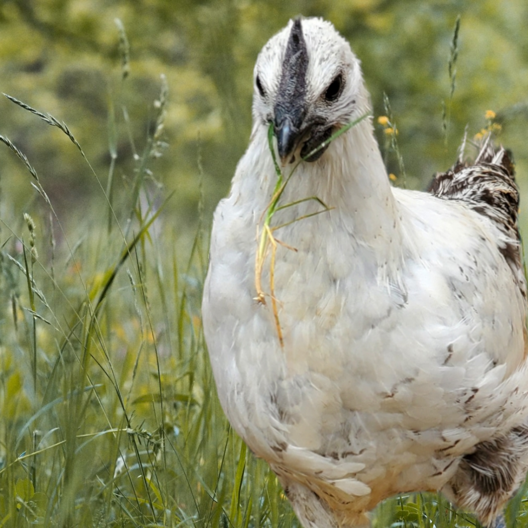 Landrace Fowl - Backyard Poultry